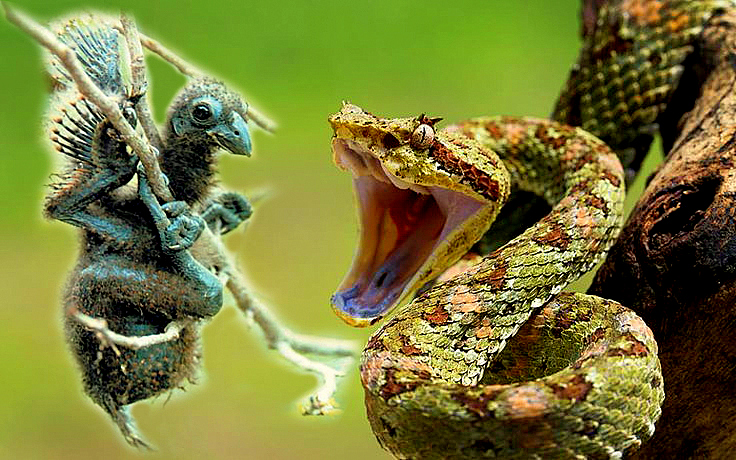 Gà Móng Hoang Dã - Loài Vật