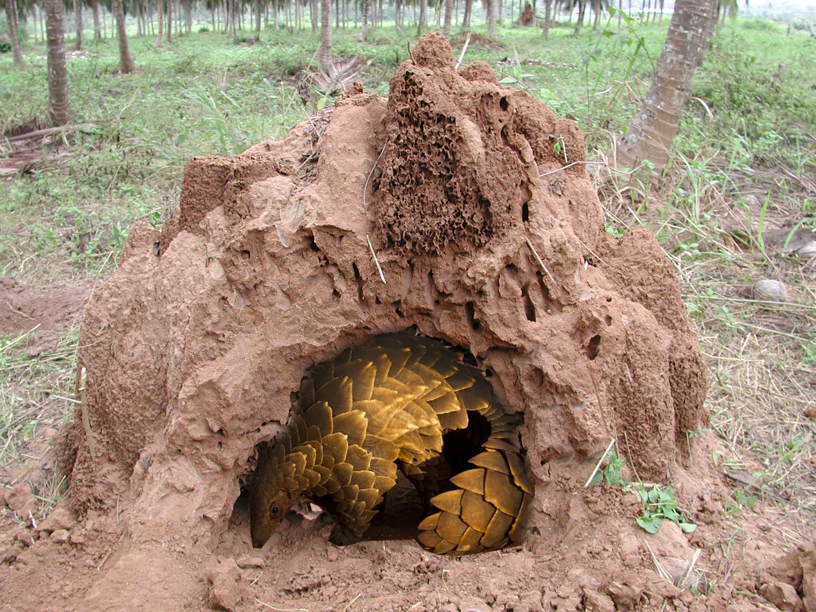 Tê Tê Loài Vật Có Lớp Giáp Vảy Bảo Vệ - Loài Vật