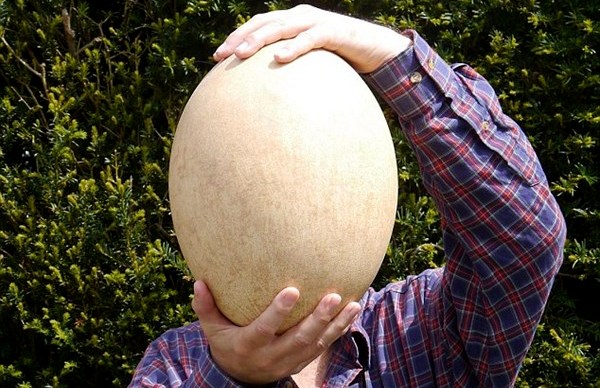 Chim Voi - Loài Chim Có Quả Trứng To Gấp 160 Lần So Với Trứng Gà - Loài Vật