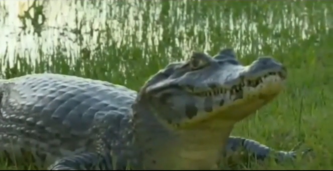 Video Thế Giới động Vật Hoang Dã - Loài Vật