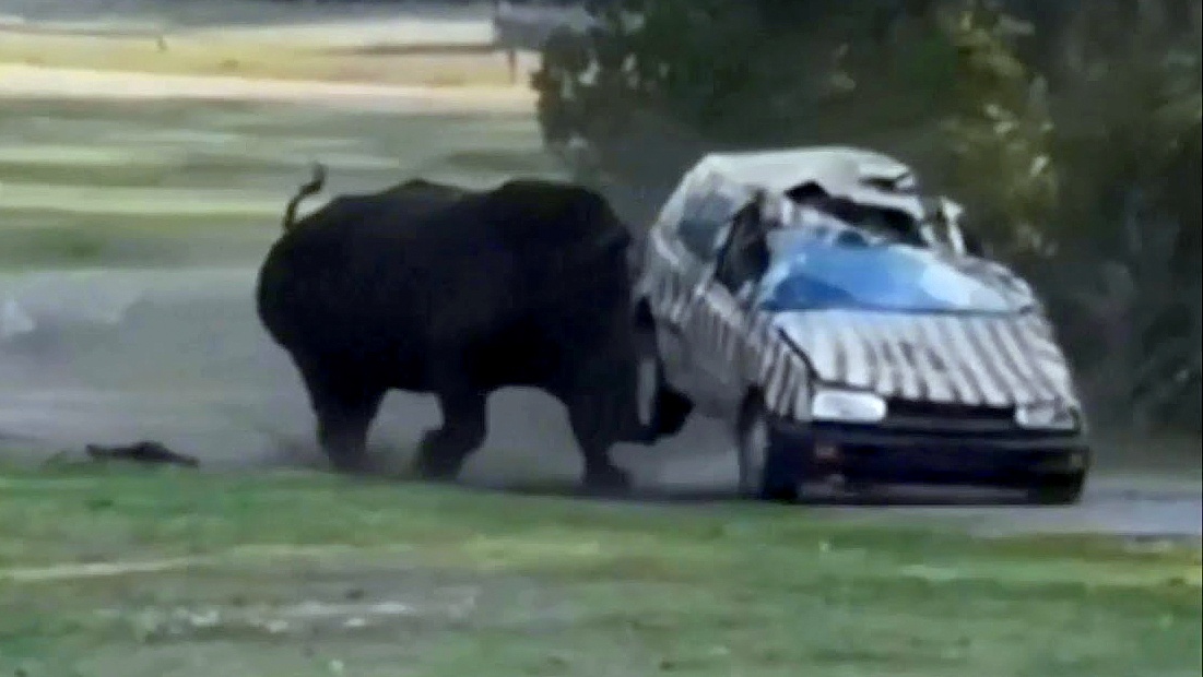 Video Tổng Hợp Những Khoảnh Khắc động Vật Tấn Công ô Tô - Loài Vật