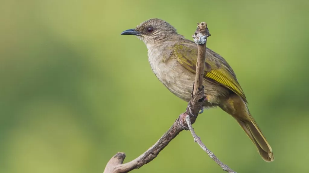 Cu Gáy & Cách Nuôi Chim Cu Gáy Hiệu Qủa - Loài Vật