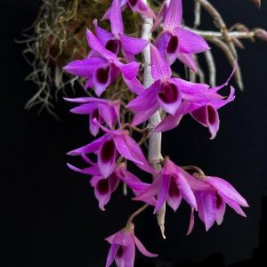 36 Loài Lan Rừng Đẹp Và Quý Hiếm Ở Việt Nam - Loài Vật