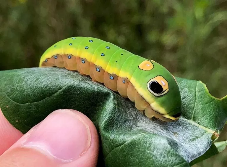 10 Loài Sâu Bướm Kỳ Lạ Nhất Có Thể Bạn Chưa Từng Thấy - Loài Vật