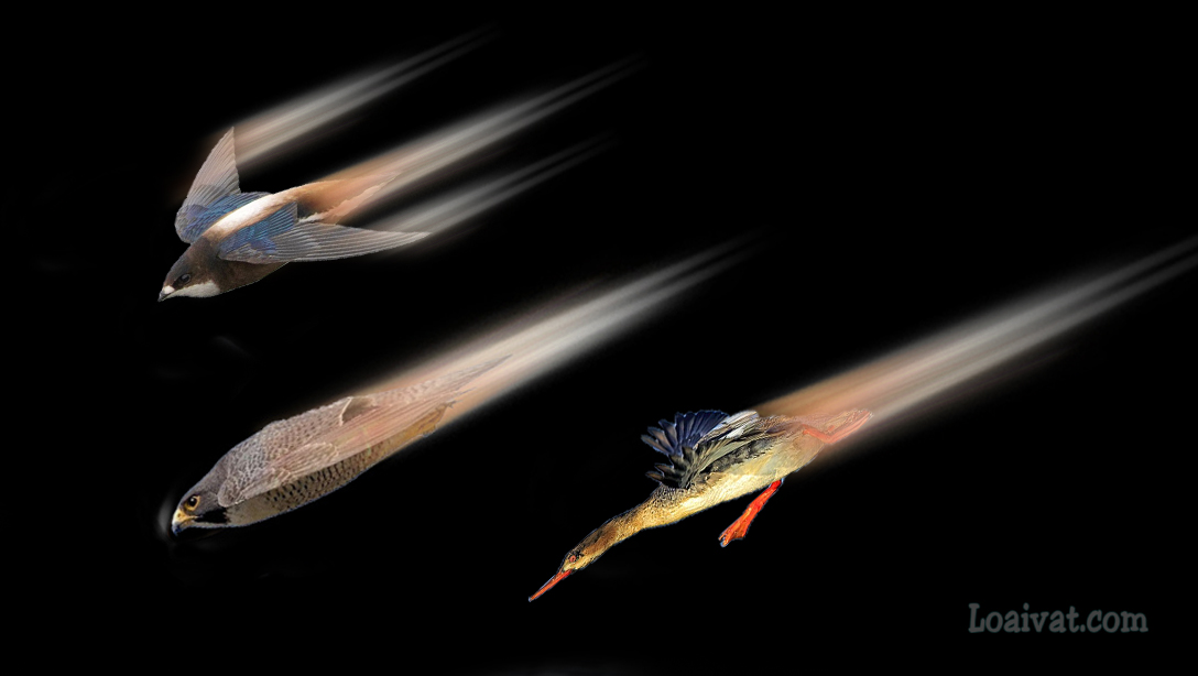 10 Loài Chim Nhanh Nhất Thế Giới - Loài Vật