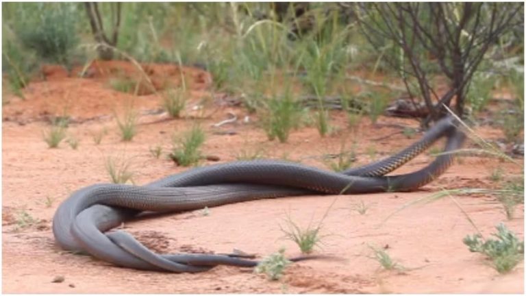 Rắn Độc Và Những Đối Thủ Khiến Chúng Sợ Hãi - Loài Vật