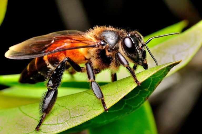 Ong Mật Khổng Lồ Loài Côn Trùng Gi-ao Phố-i Trong Khi Bay - Loài Vật