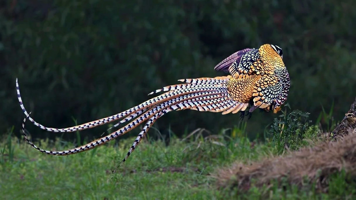 Trĩ Hoàng đế – Vẻ đẹp Lộng Lẫy Giữa Rừng Sâu Phương Đông - Loài Vật
