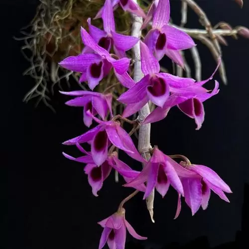 36 Loài Lan Rừng Đẹp Và Quý Hiếm Ở Việt Nam - Loài Vật